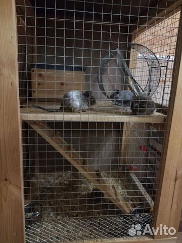 Продаются белки Дегу