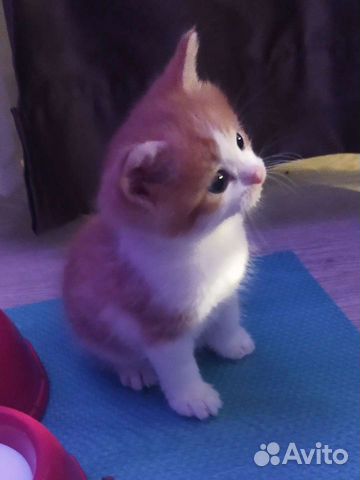 Котята рыжие с белом, мальчик и девочка, 1, 5 мес