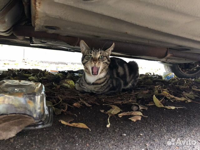 Котик Бенгал ищет домик