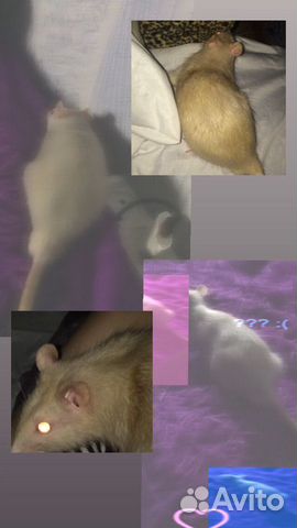 Крыса дамбо