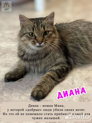 Сибирская кошка бесплатно