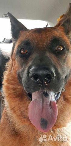 Немецкая овчарка