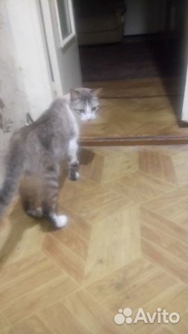 Взрослый котик ищет дом