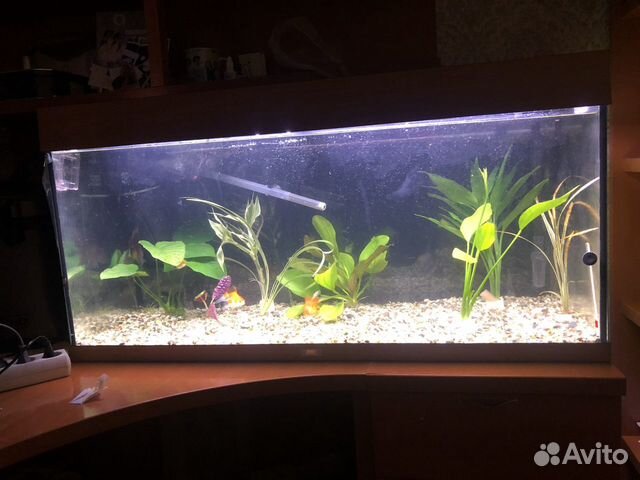 Аквариум juwel rio 180