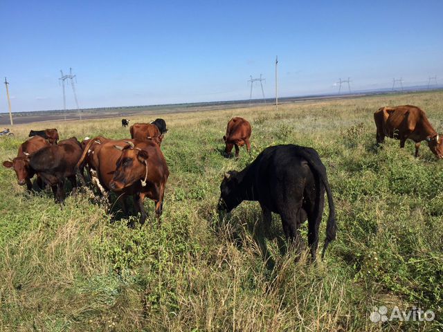 Продаётся скот