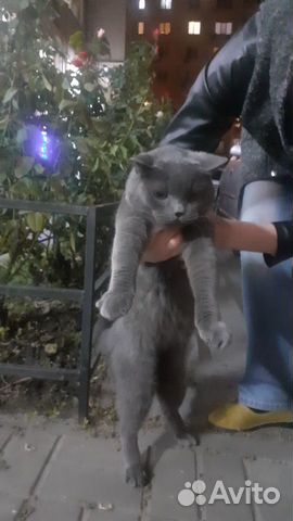 Британский шикарный кот