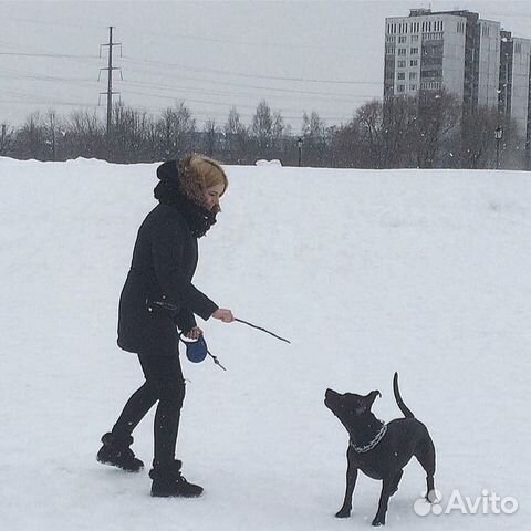 Ищем мальчика связка питбуль