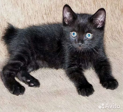 Котенок бобтейл