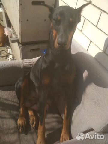 Продам щенков добермана