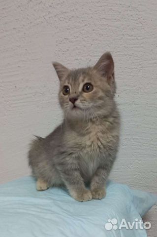 Котенок в добрые руки