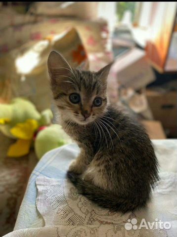 Тигровый котенок мальчик