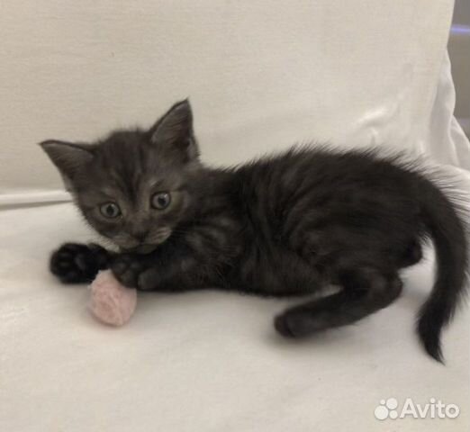 Кошечка (полубританская) 1,5 месяца