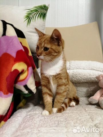 Котенок девочка в добрые руки