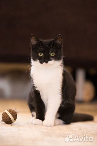 Кошечка в добрые руки