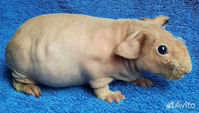 Морские свинки скини (лысая )