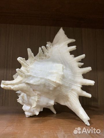 Ракушка большая 15см