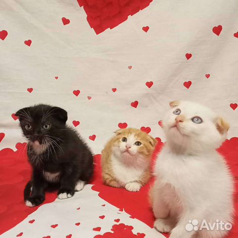 Котята Манчкин килт