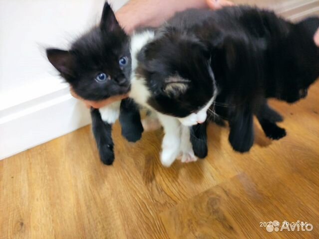 Пушистое счастье в ваш дом