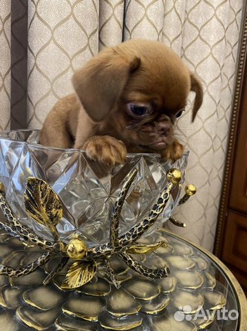 Шоколадное чудо - щенок пти брабансона