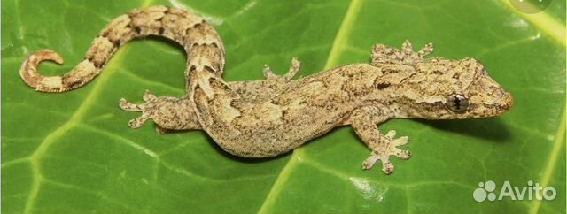 Траурный геккон