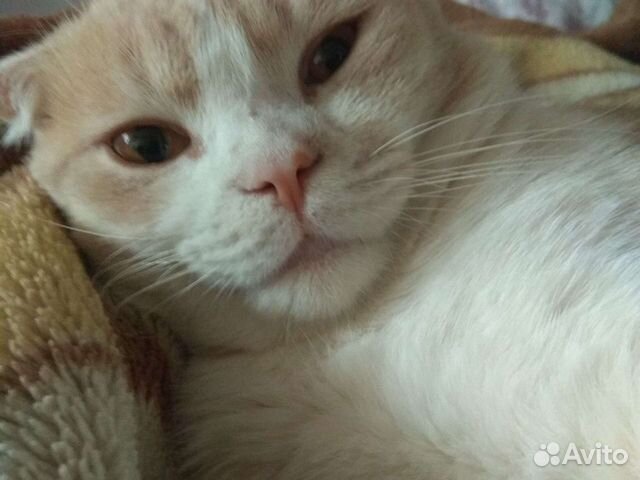 Шотландский короткошерстный веслоухий кот вязка