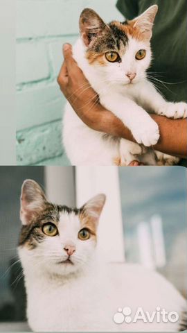 Кошки в добрые руки бесплатно