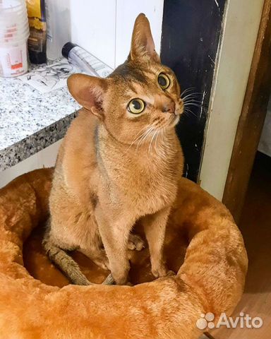 Абиссинский кот