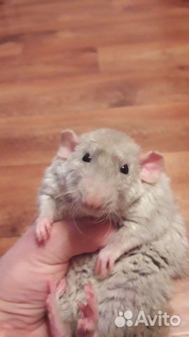 Шикарные кудрявые самцы крысы с ушками Дамбо