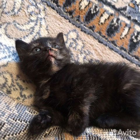Котёнок полубританец