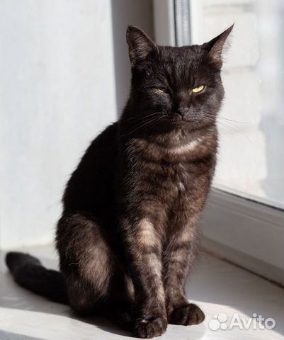 Кот молодой бесплатно