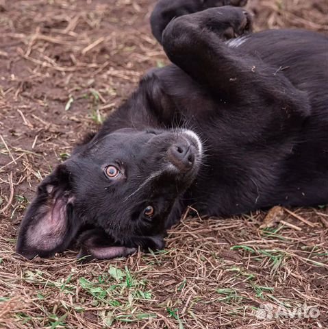 Умная добрая щенок Рокси 5мес, будет по колено