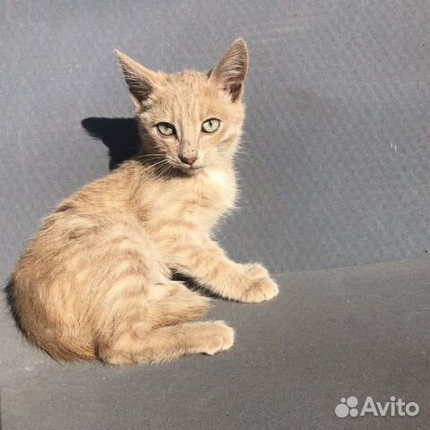 Котенок в добрые руки