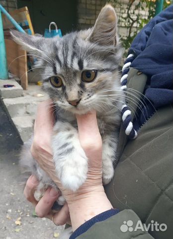 Котята-милахи ждут вашего тепла