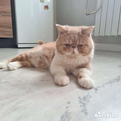 Котенок экзот