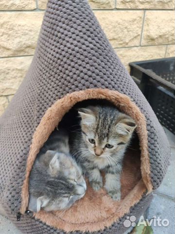 Кошка, котёнок