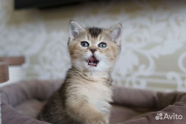 Котик скоттиш страйт золотого тикированного окраса