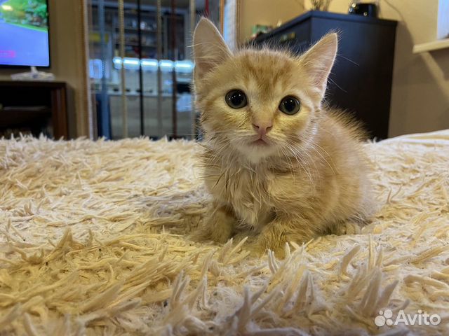 Котёнок рыжий, 3 месяца, мальчишка