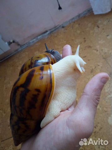 Улитка тигр