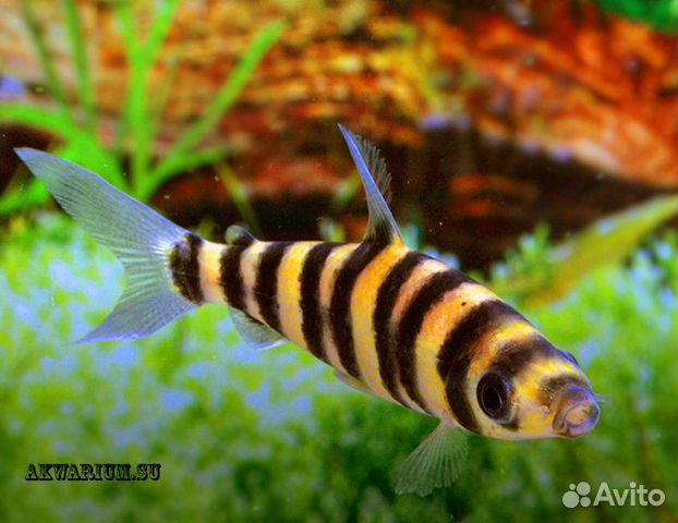 Лепоринус аффинис