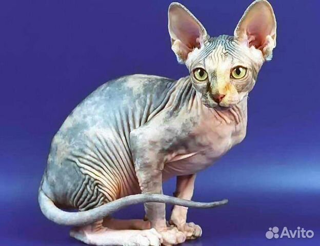 Нашли кошку