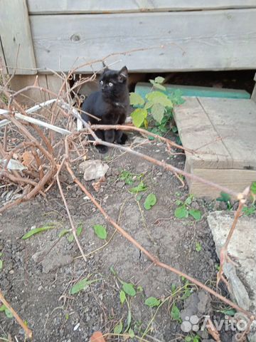 Котенок 2 месяца