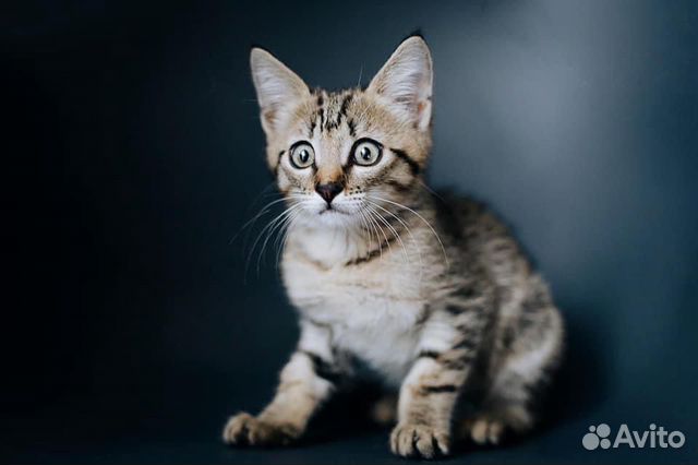 Котенок девочка
