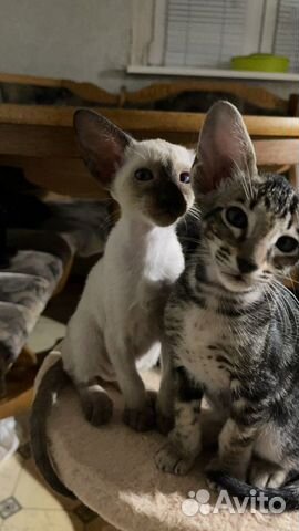 Ориентальные котята