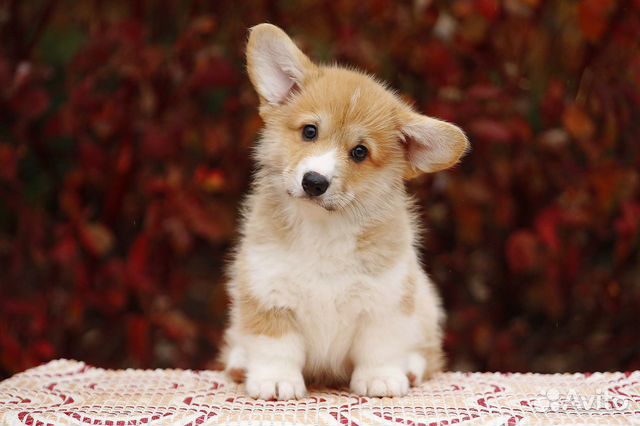 Кобель вельш корги пемброк 2,5 мес