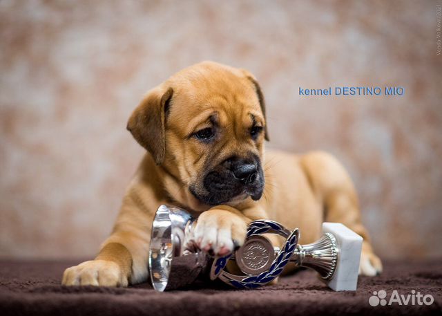 Щенки ка де бо