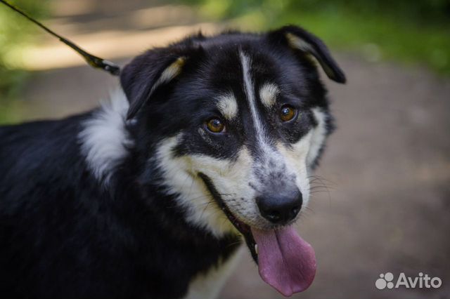 Замерзает на передержке Самый добрый пес ищет дом