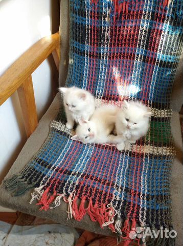 Отдам в добрые руки котенка