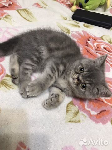 Котенок экзот