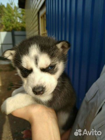 Щенки сибирской хаски