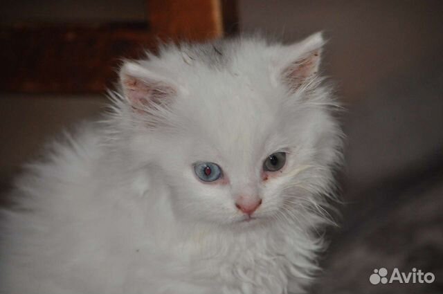 Белый котенок мальчик